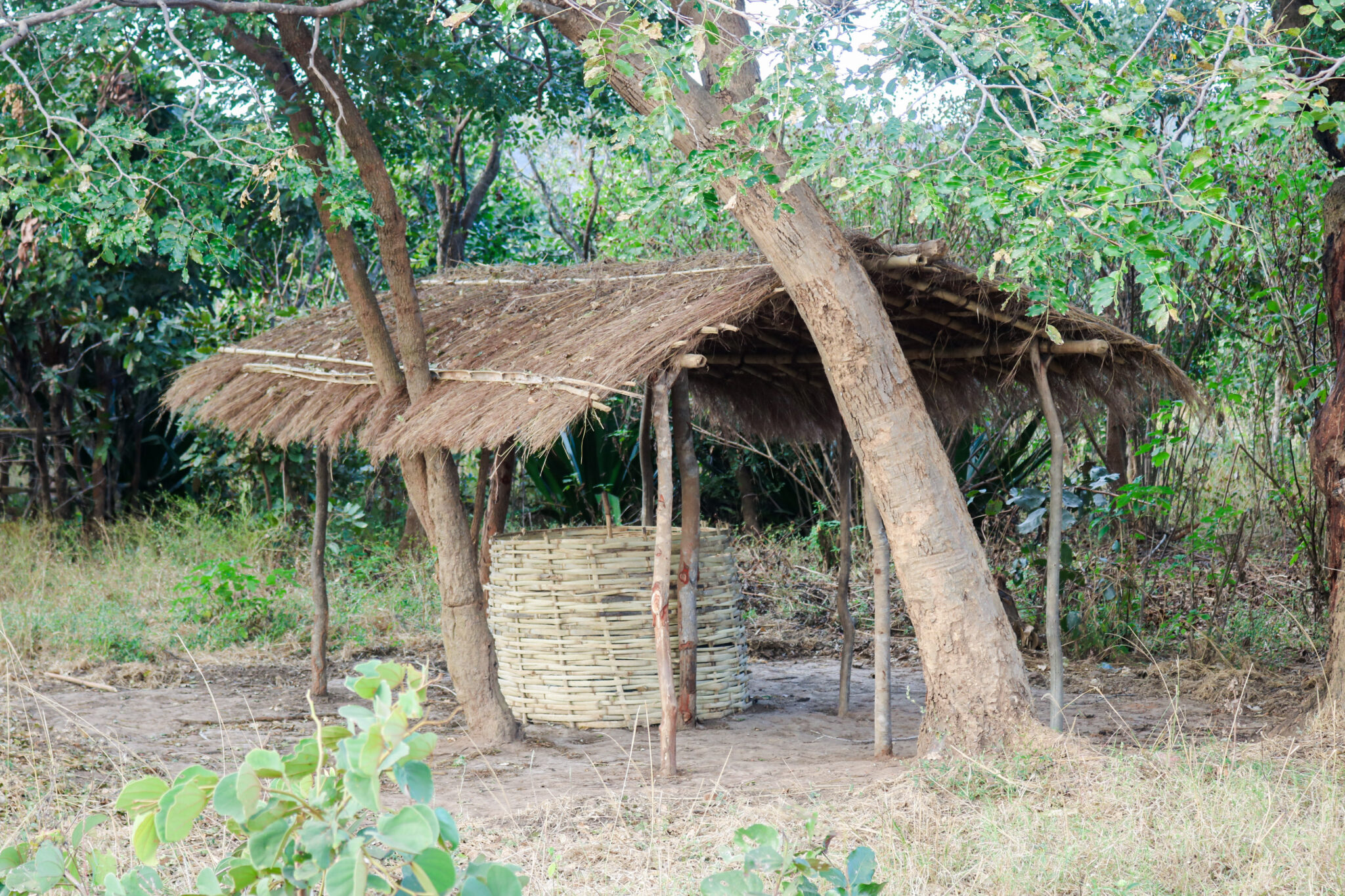 NEEMA’S TRANSFORMATION: FROM FOOD INSECURITY TO FARM SUCCESS - Catholic ...